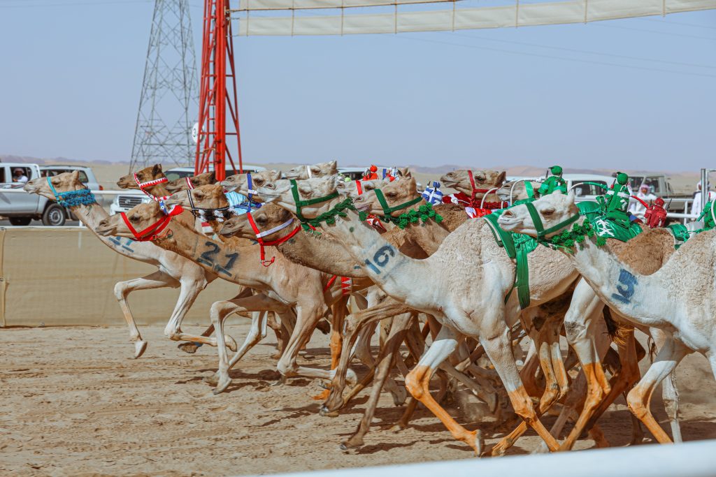 AlUla Camel Cup to combine modern and ancient and celebrate an animal ...